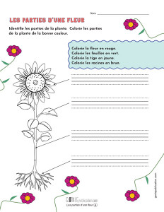 Géniepublication | Catalogue | Les parties d’une fleur